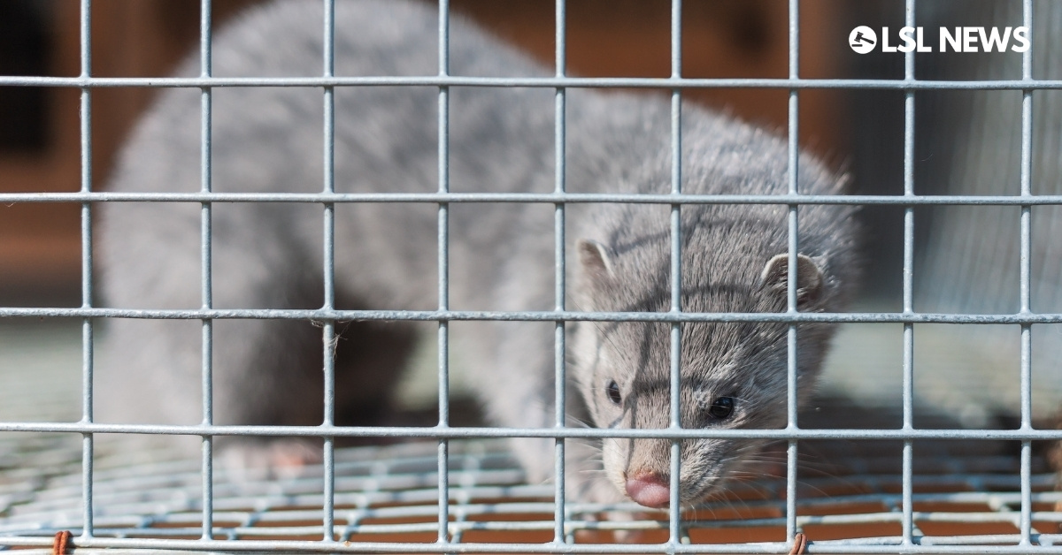 Coronavirus Strain Found in Polish Mink Can Be Transmitted to Humans ...