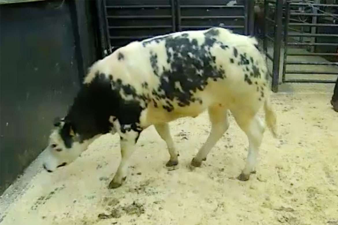 Great sales at Gort Mart cattle sale yesterday - Have a look at Lot 555 ...