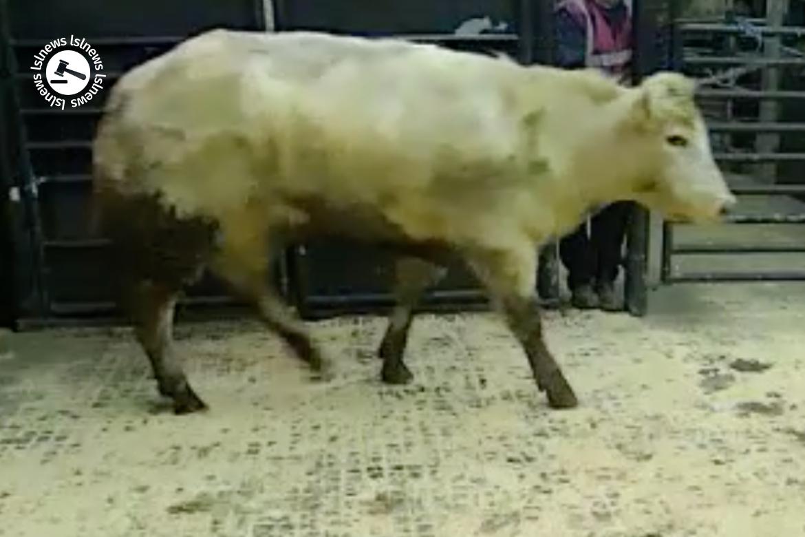 Must see BB Weanling at Gort Mart. Lot 531 sold for €3,200 at 585KG via ...
