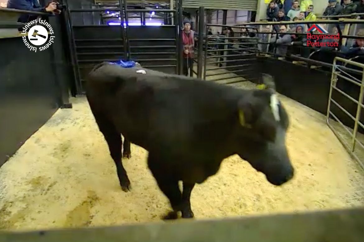 TOP lot at Gort Mart yesterday, BBx in Lot 502, Sold for €3,320 via LSL ...