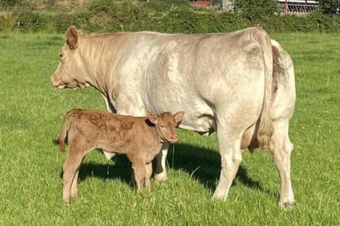 Gort Mart Suckler Show and Sale - LSL Auctions News