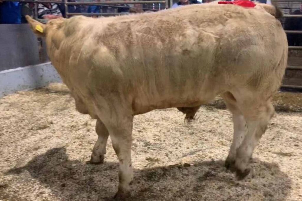 Great sales at Gortatlea Mart's Weanling Bull Show and Sale - LSL ...