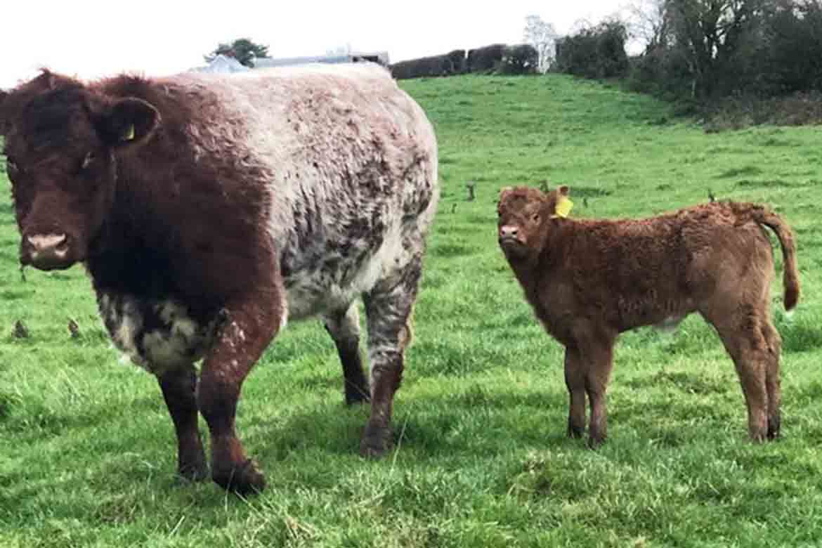 Roan Heifer with AI LIM Heifer Calf at foot - LSL Auctions News