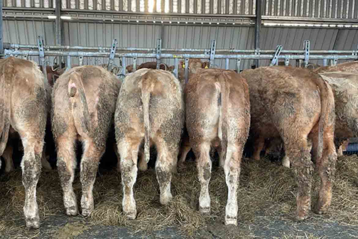 5-star Limousin Bull, plus smashing Weanling Bulls ready to buy - LSL ...