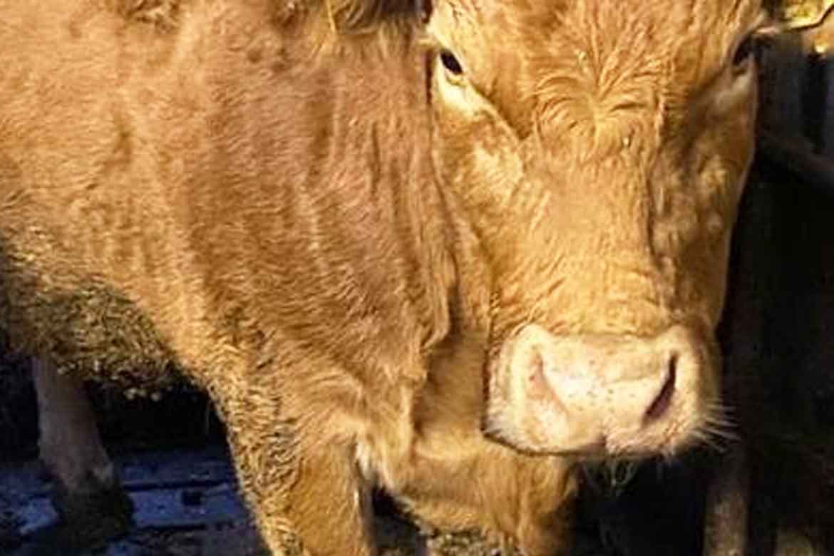 Special Monthly Continental Weanling Sale at Gort Mart - LSL Auctions News