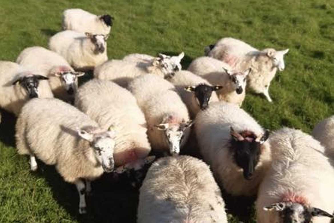 100 store lambs at Manorhamilton Livestock Sales - LSL Auctions News