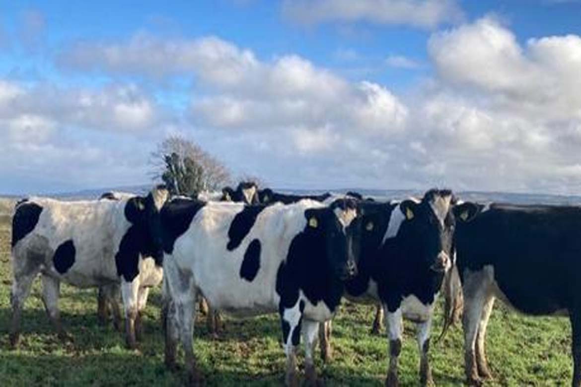 On Farm Dairy Clearance Sale at Gort Co Operative Mart - LSL Auctions News