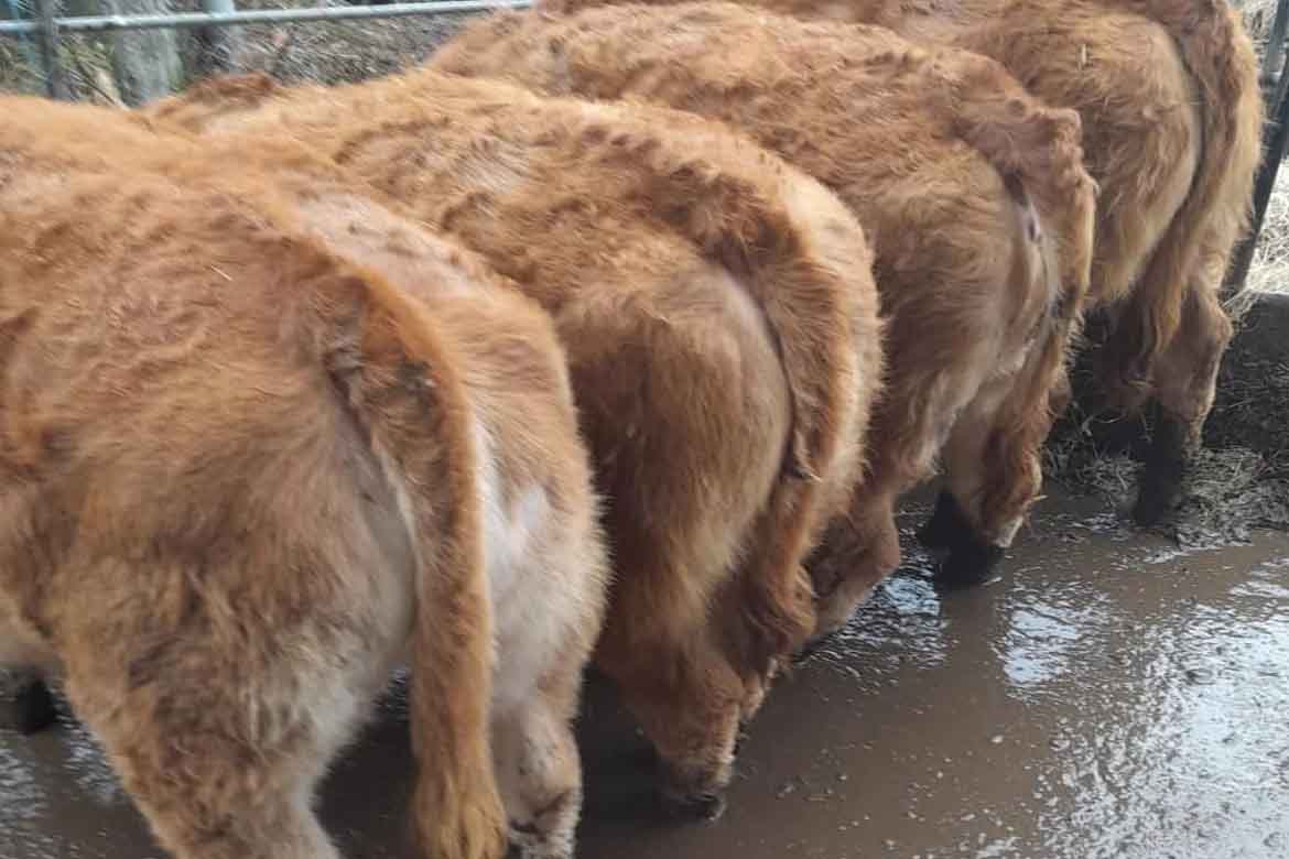 Breeding bull, yearling Limousin heifers at Gort Mart - LSL Auctions News