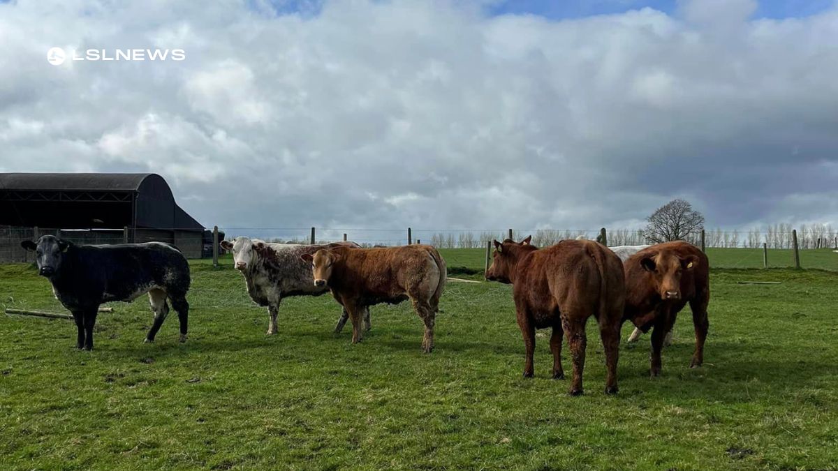 Top-Quality In-Calf Heifers For Sale at Carnew Mart in Association with ...