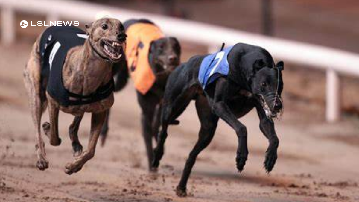 Make Sure to Attend the Thrilling LSL GREYHOUND Auctions from April ...