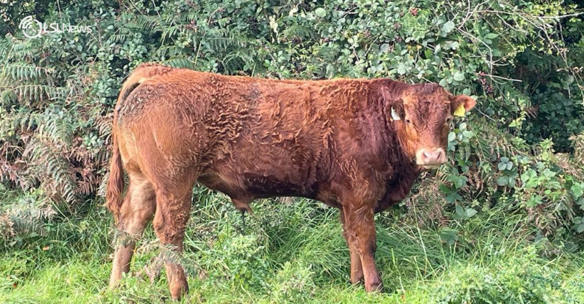 Gort Mart Announces Upcoming Sale Featuring Livestock Destined for ...