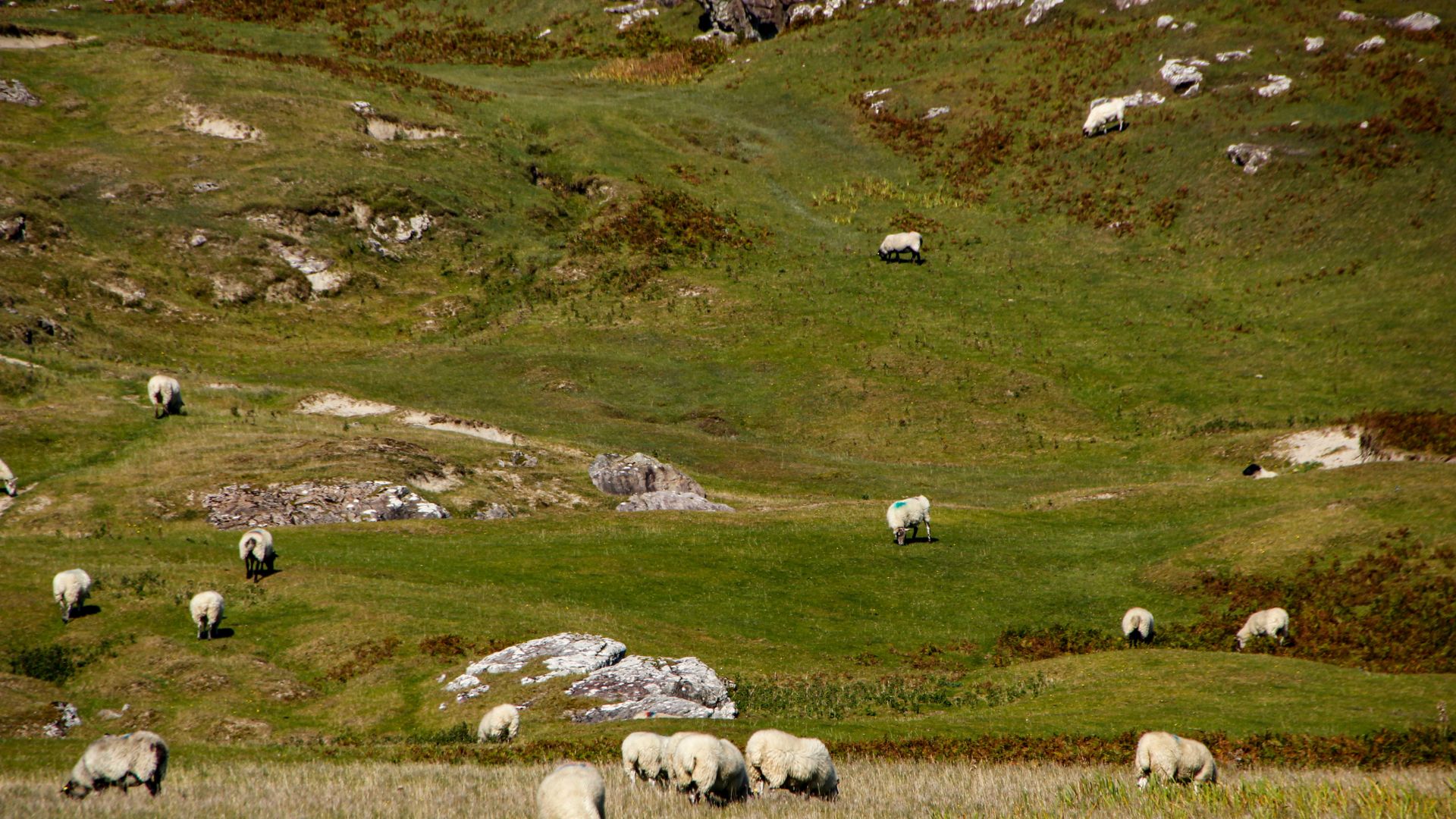 Gort Co-operative Livestock Mart Ltd Ushers in 2024 with Exciting ...